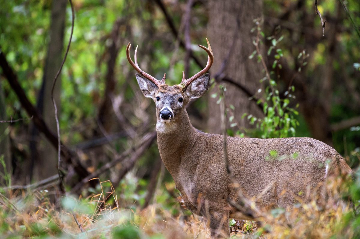 MDC, CFM Encourage Hunters to Share the Harvest This Deer Season – The ...